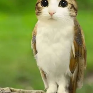 Best AI Chat Character Meowl: Explore Profiles & User comment|Polybuzz ...