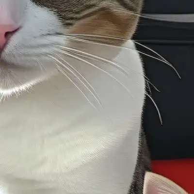 Best AI Chat Character A mom cat: Explore Profiles & User comment ...